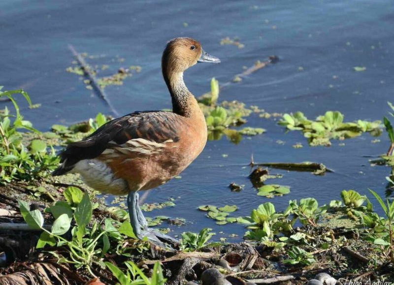 Gualeguay : relevaron poblaciones de patos y de perdiz chica